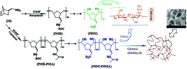 Chemical synthesis of chitosan-mimetic polymers via ring-opening ...