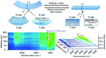 Salt-responsive polyampholyte-based hydrogel actuators with gradient ...