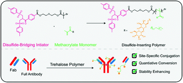 Synthesis of disulfide-bridging trehalose polymers for antibody and Fab ...