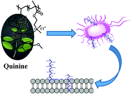A quinine-based quaternized polymer: a potent scaffold with ...
