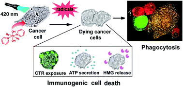 Induction of immunogenic cell death in cancer cells by a photoactivated ...