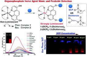 Bis-heteroleptic Ru(ii) polypyridine complex-based luminescent probes for nerve agent simulant ...