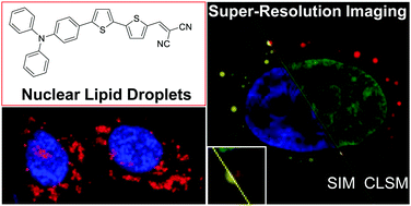 A near-infrared AIE probe for super-resolution imaging and nuclear ...