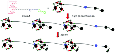 Preparation of a mechanically interlocked polymer from a linear ...