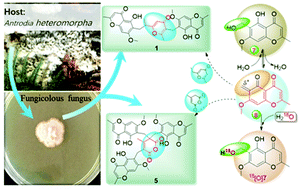 Amplisins A–E, chromone methide polymers with hypoglycemic activity ...