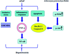 Retracted Article: The PI3K/Akt and NF-κB signaling pathways are ...