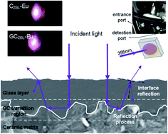Wide visible-range fluorescence of Eu3+ located in the macroscopic bi ...