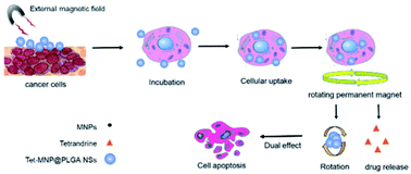 Enhancing cellular morphological changes and ablation of cancer cells ...