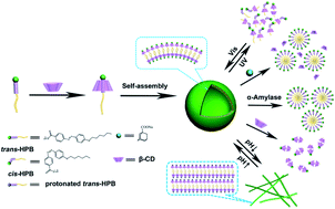 Multiple-responsive supramolecular vesicle based on azobenzene–cyclodextrin host–guest ...