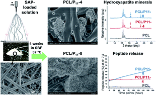 Biomimetic peptide enriched nonwoven scaffolds promote calcium phosphate mineralisation - RSC ...