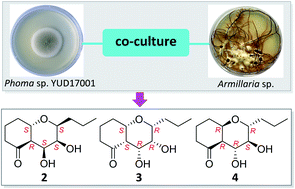 Phomretones A–F, C12 polyketides from the co-cultivation of Phoma sp ...