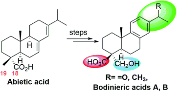 Synthesis of bodinieric acids A and B, both C-18 and C-19 ...