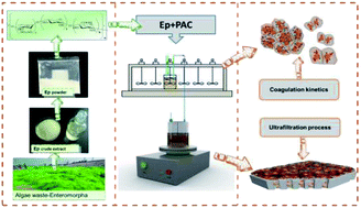 Polysaccharides derived from Enteromorpha prolifera for the removal of ...