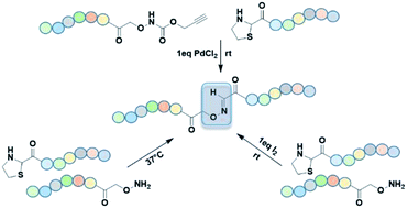 One-pot oxime ligation from peptides bearing thiazolidine and ...
