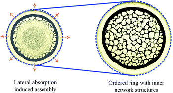 Absorption induced ordered ring and inner network structures on a ...