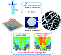 A hydrophobic gelatin fiber sheet promotes secretion of endogenous ...