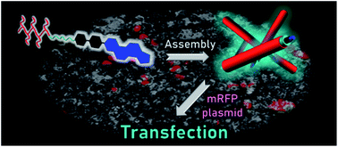 Lipofection with estrone-based luminophores featuring aggregation ...
