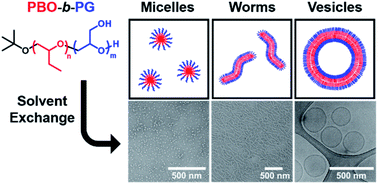 Deepening the insight into poly(butylene oxide)-block-poly(glycidol ...