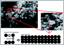 Calcium carbonate nanowires: greener biosynthesis and their ...