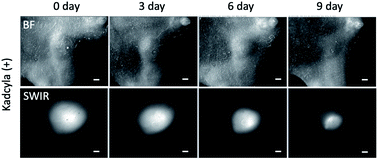 Shortwave-infrared (SWIR) fluorescence molecular imaging using ...