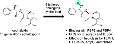 Synthesis and biochemical evaluation of cephalosporin analogues ...