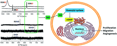 17O NMR spectroscopy-assisted in vitro bioactivity studies of the ...
