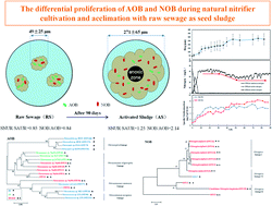 The differential proliferation of AOB and NOB during natural nitrifier ...