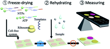 Portable environment-signal detection biosensors with cell-free ...