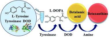 Detection of tyrosine and monitoring tyrosinase activity using an ...