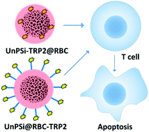 Hybrid red blood cell membrane coated porous silicon nanoparticles ...