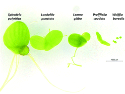 Flavonoids from duckweeds: potential applications in the human diet ...