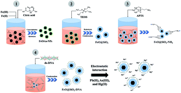 Synthesis of FeO@SiO2–DNA core–shell engineered nanostructures for rapid adsorption of heavy ...