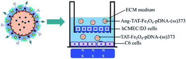A brain glioma gene delivery strategy by angiopep-2 and TAT-modified magnetic lipid-polymer ...
