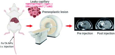 MRI contrast enhancement of liver pre-neoplasia using iron–tannic ...