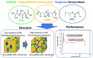 Morphology and performance relationship studies on biodegradable ...