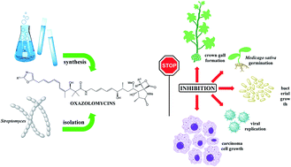 The oxazolomycin family: a review of current knowledge - RSC Advances ...