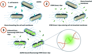 Ozonation enhancement of low cost double-stranded DNA binding dye based ...