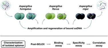 Selection and characterization of toxic Aspergillus spore-specific DNA ...
