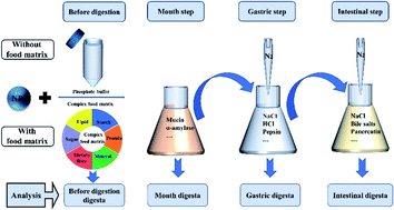 Influences of a standardized food matrix and gastrointestinal fluids on ...