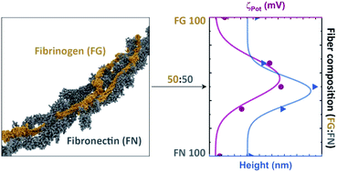Self-assembled fibrinogen–fibronectin hybrid protein nanofibers with ...
