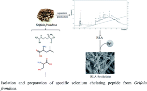 A specific selenium-chelating peptide isolated from the protein ...