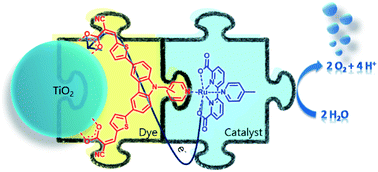Dye–catalyst dyads for photoelectrochemical water oxidation based on ...