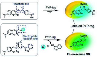 Rapid no-wash labeling of PYP-tag proteins with reactive fluorogenic ...