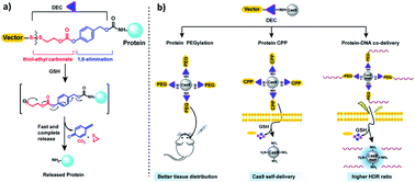 A traceless linker for aliphatic amines that rapidly and quantitatively ...