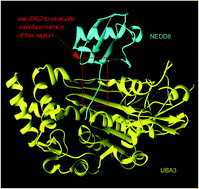 Small molecules targeting the NEDD8·NAE protein–protein interaction ...