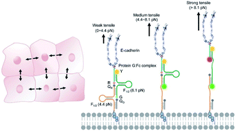 Quantifying tensile forces at cell–cell junctions with a DNA-based ...