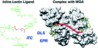 Precipitation-free high-affinity multivalent binding by inline lectin ...