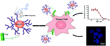 A poly-ADP-ribose polymer-based antibody-drug conjugate - Chemical ...