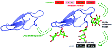 Carbohydrate-binding module O-mannosylation alters binding selectivity ...