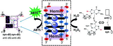 Investigation and improvement of catalytic activity of G-quadruplex ...